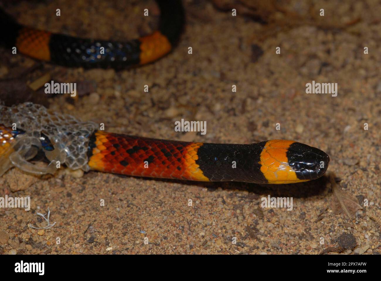 North American Coral Snake Stock Photo - Alamy
