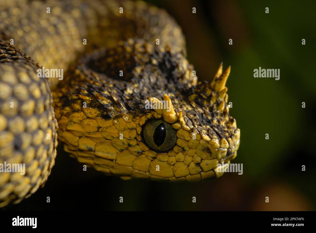 Matildas Horned Viper