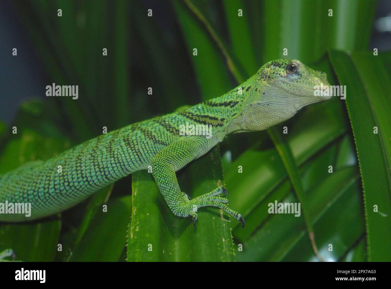 Green tree monitor hi-res stock photography and images - Alamy