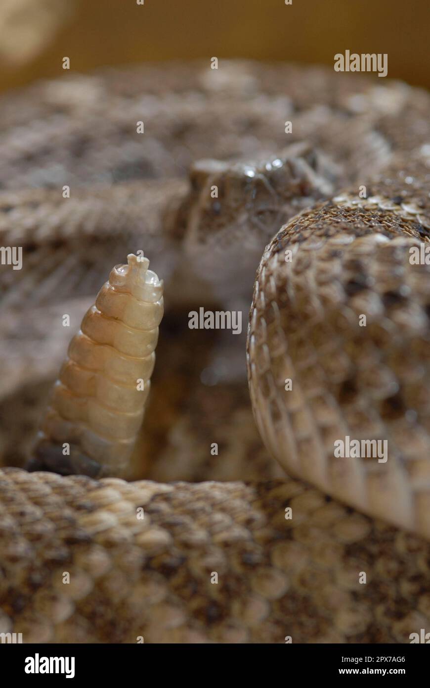 Texas rattlesnake hi-res stock photography and images - Alamy