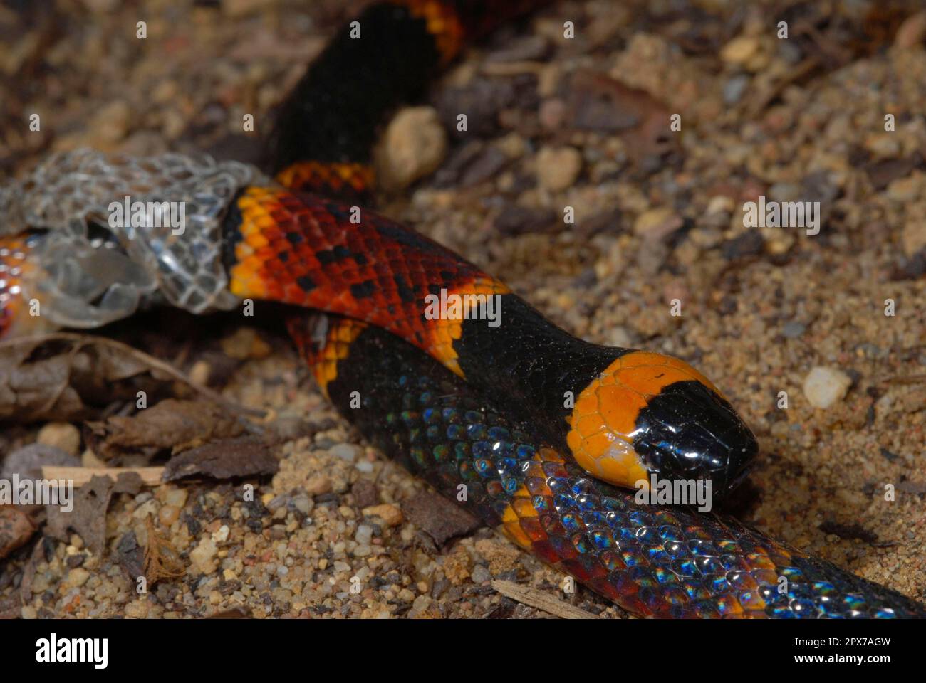 North american coral snake hi-res stock photography and images - Alamy