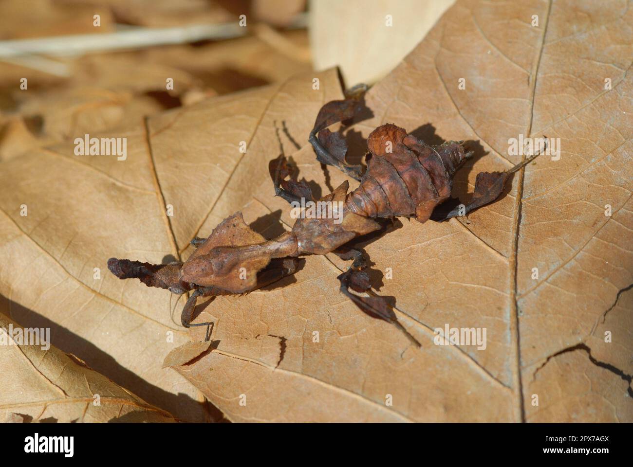 Outdoor mantis hi-res stock photography and images - Alamy