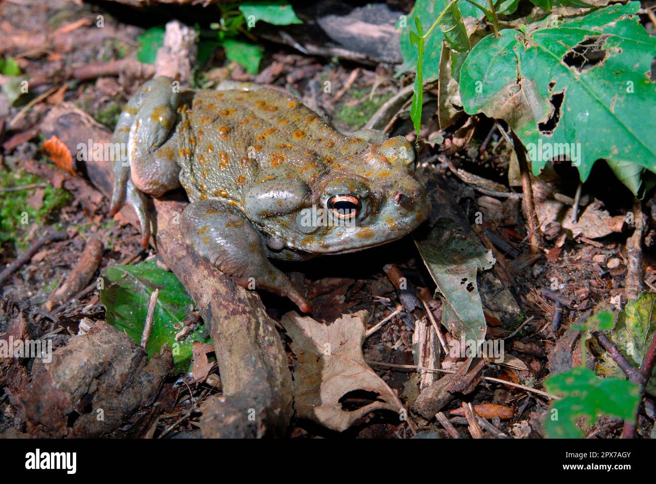 Sonorous desert croet Stock Photo - Alamy