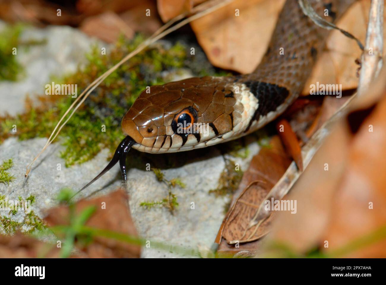 Barred grass snake tongue hi-res stock photography and images - Alamy