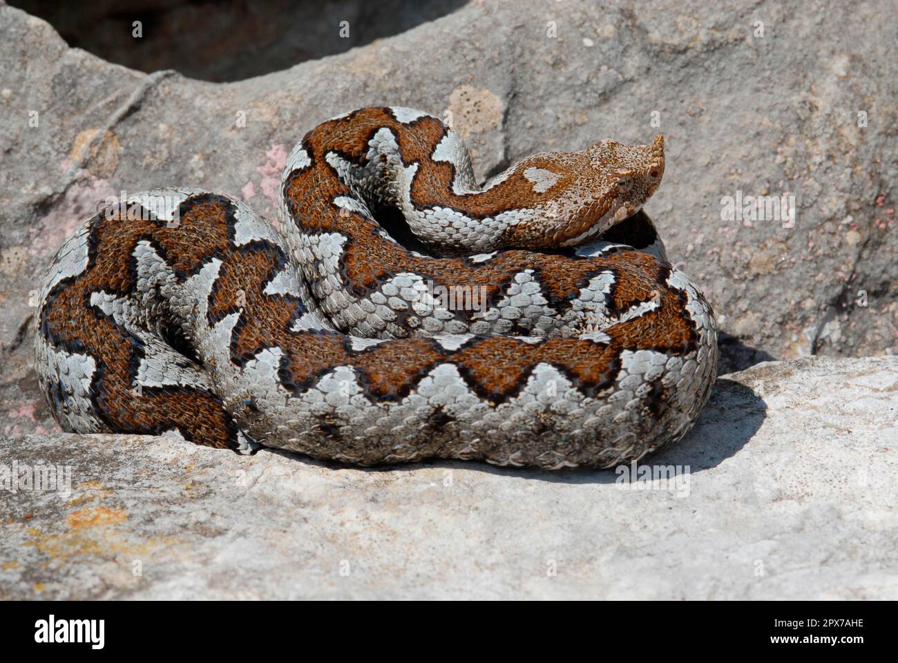 European horned viper Stock Photo - Alamy