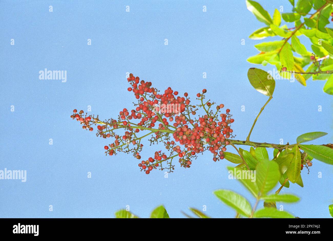 Brazilian pepper tree hi-res stock photography and images - Alamy