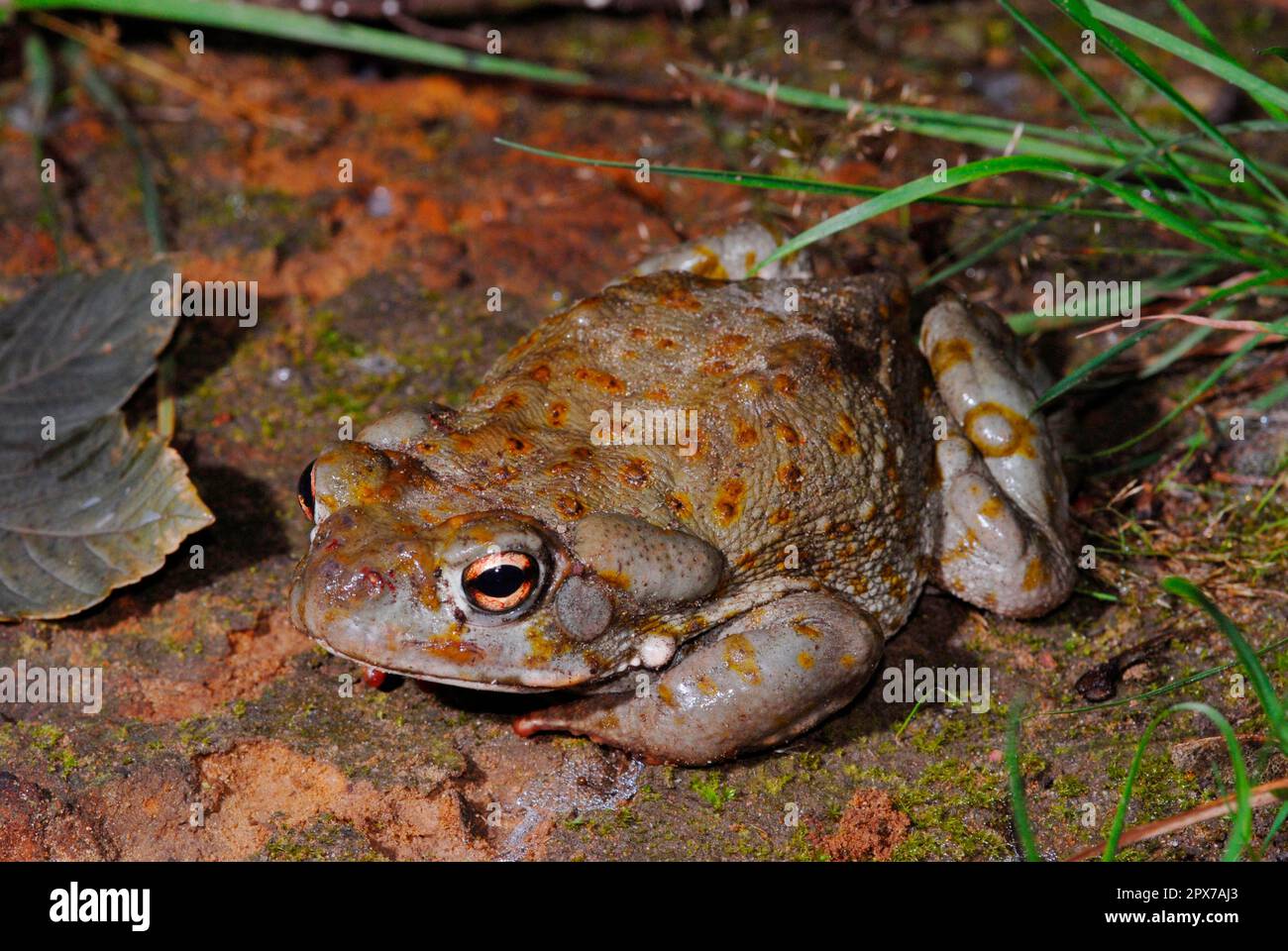 Croet hi-res stock photography and images - Alamy