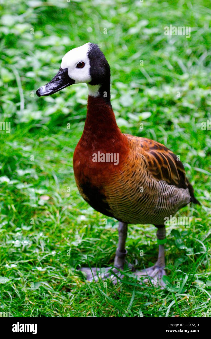 Widows duck hi-res stock photography and images - Alamy