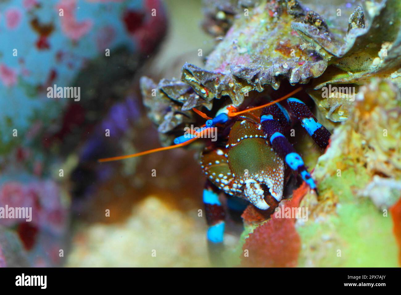 Left-handed hermit crab Stock Photo - Alamy