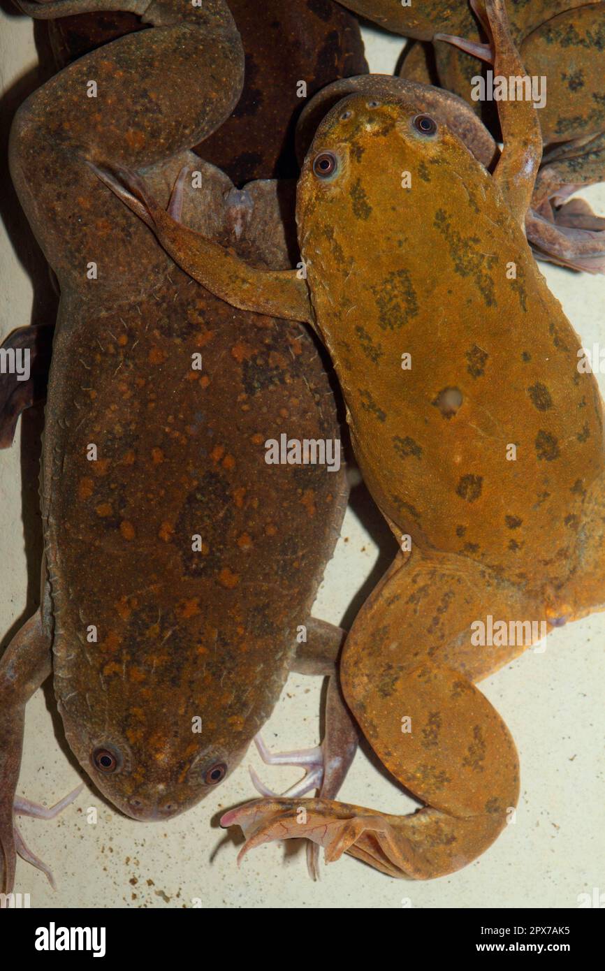 Smooth clawed frog Stock Photo - Alamy