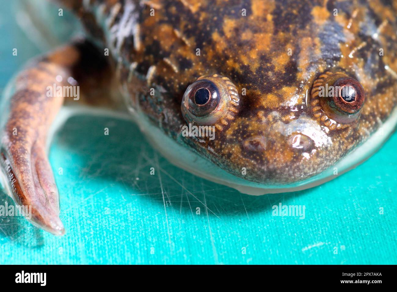 African clawed frog hi-res stock photography and images - Alamy
