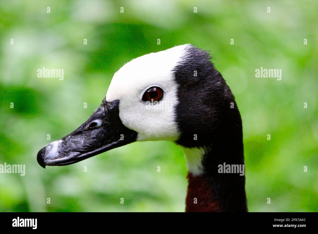 Widows duck hi-res stock photography and images - Alamy