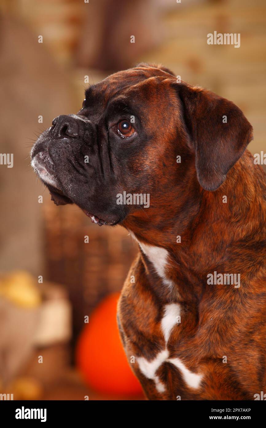 German boxer, male Stock Photo - Alamy