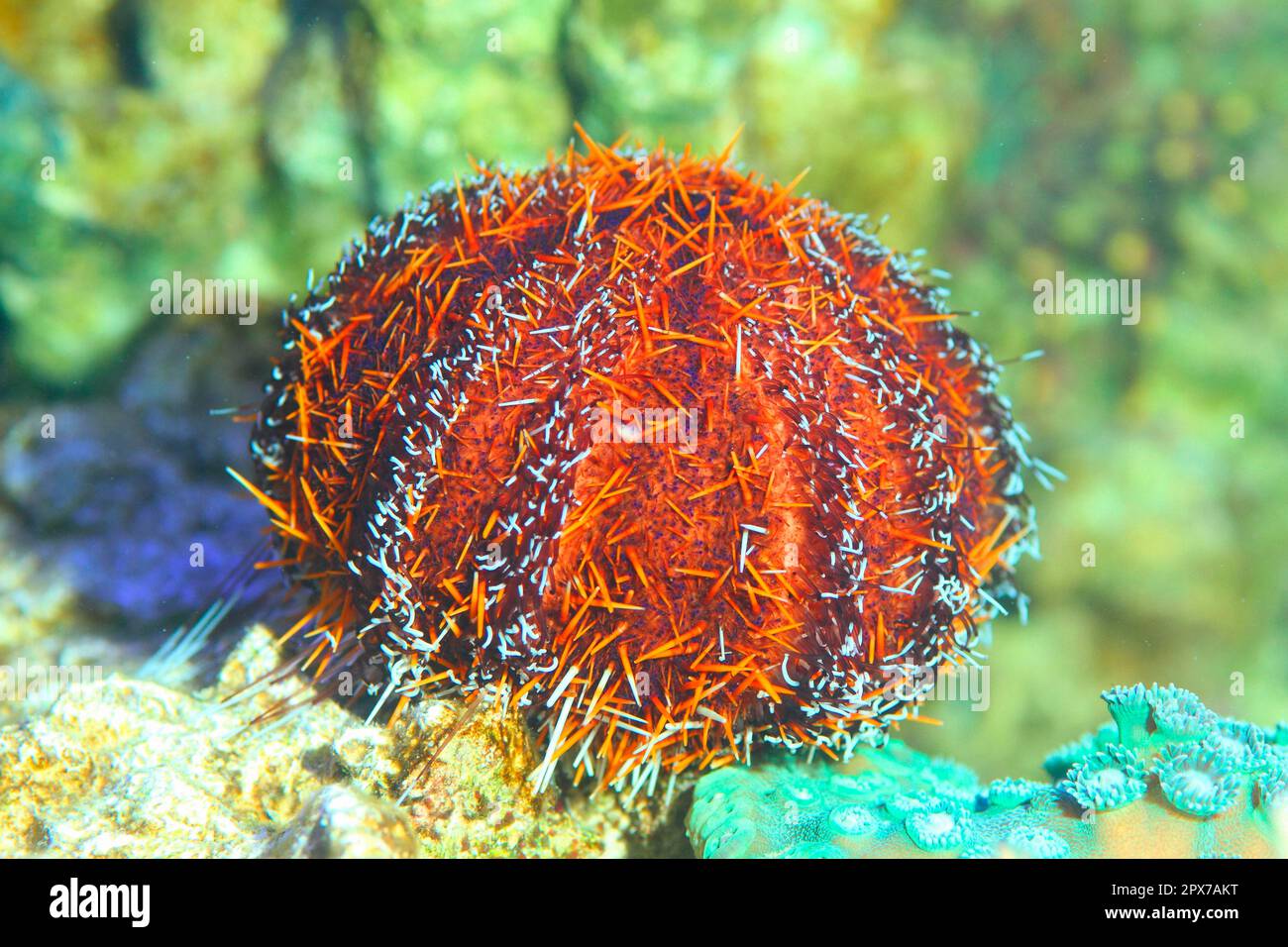 Collector sea urchin Stock Photo - Alamy