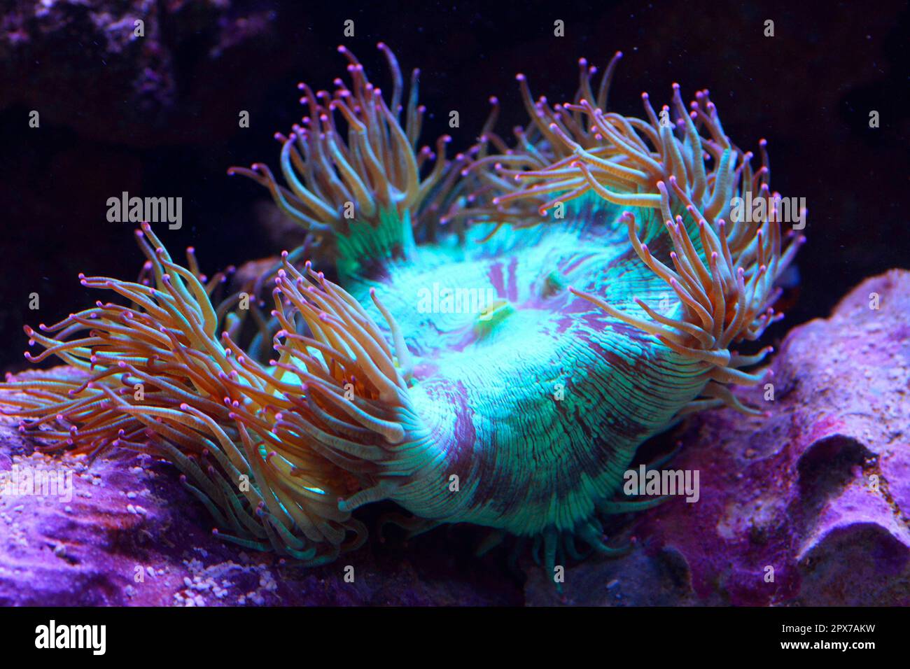 Salt wonder hi-res stock photography and images - Alamy