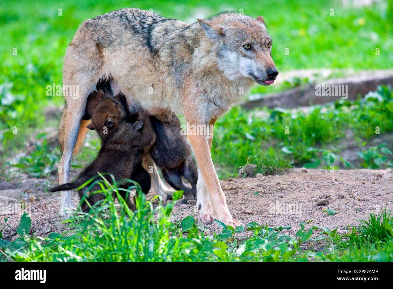 Wolf cub suckling Stock Photo - Alamy