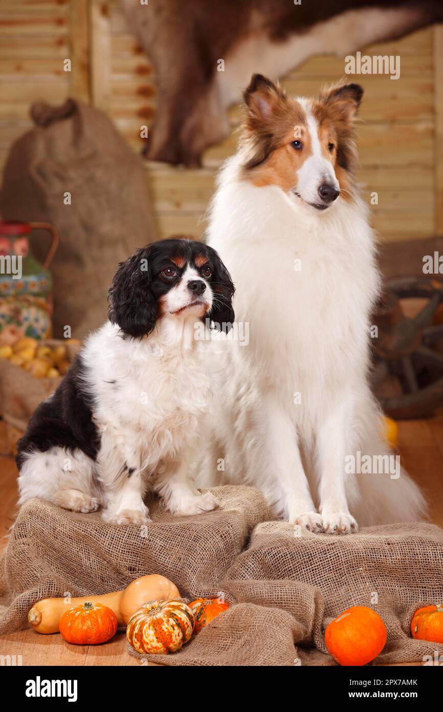 Cavalier King Charles Spaniel, male, tricolour, 10 years old, and ...