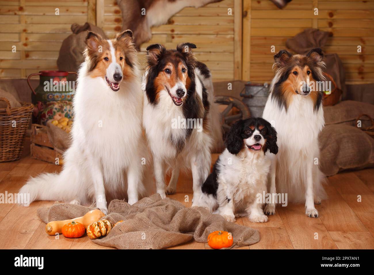 Cavalier King Charles Spaniel, male, tricolour, 10 years old, and ...