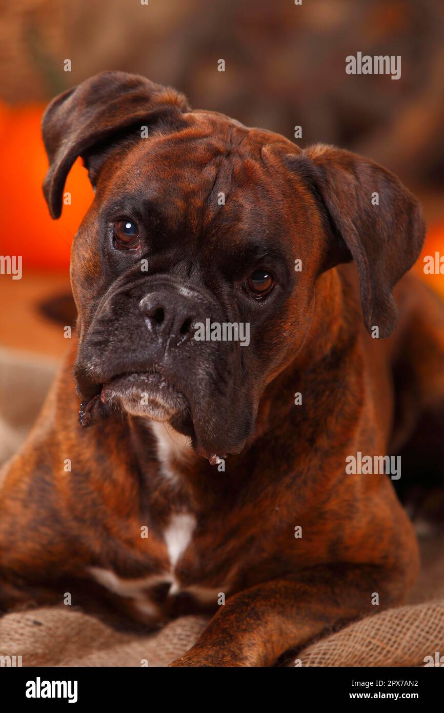 German boxer, male Stock Photo - Alamy