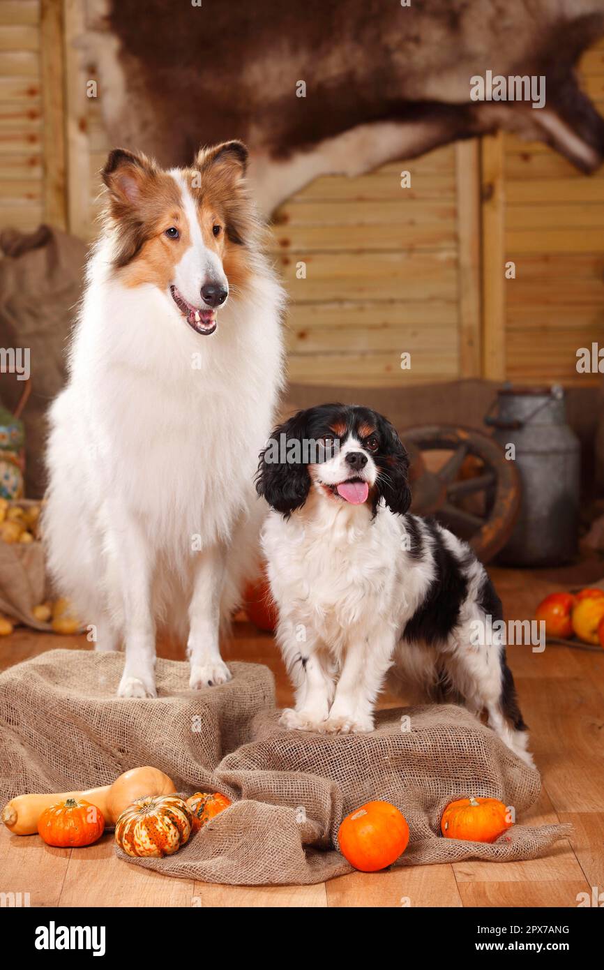 Cavalier King Charles Spaniel, male, tricolour, 10 years old, and ...