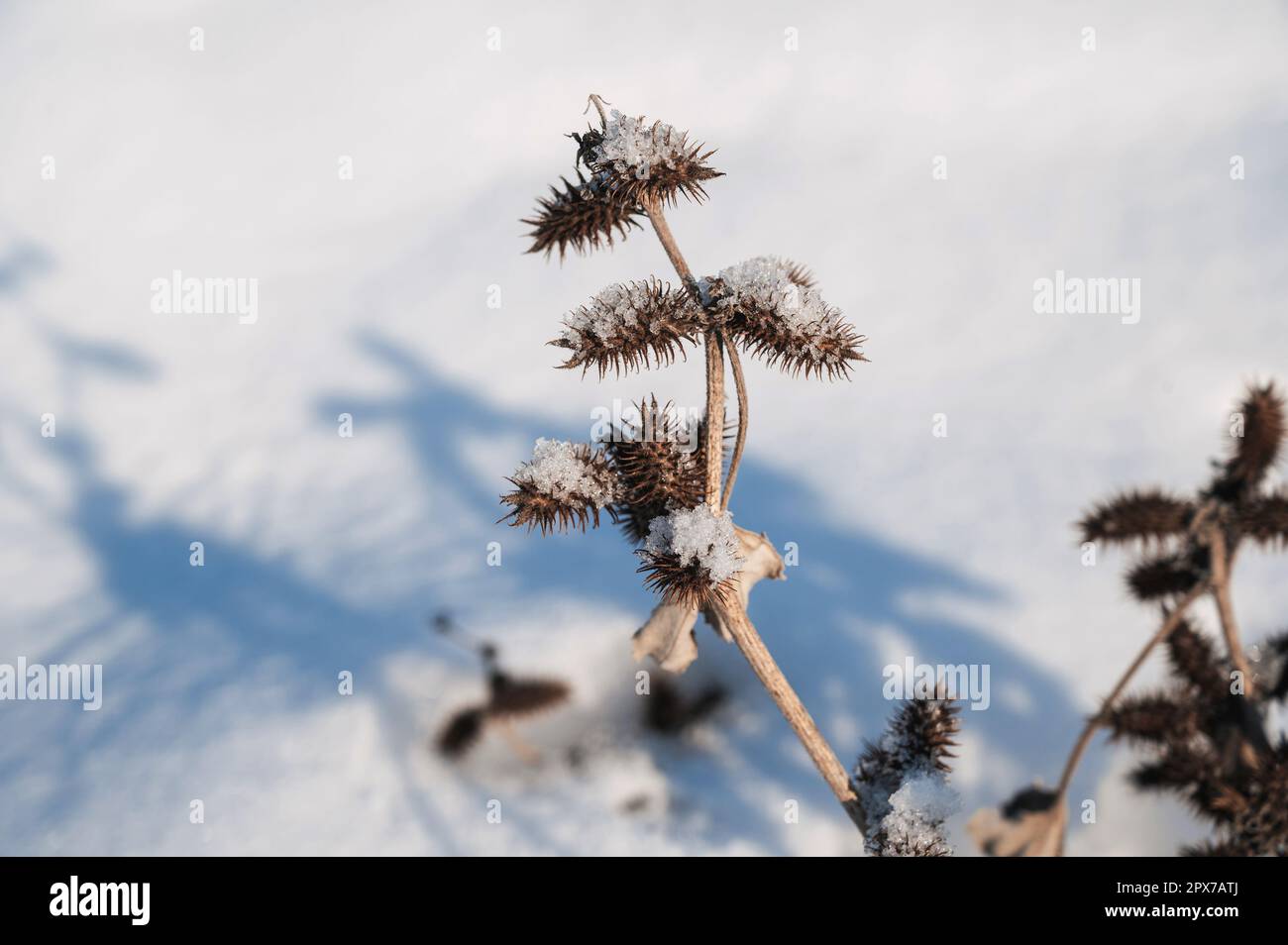 Xanthium strumarium rough cocklebur, clotbur, coolgardie bur brown dry ...