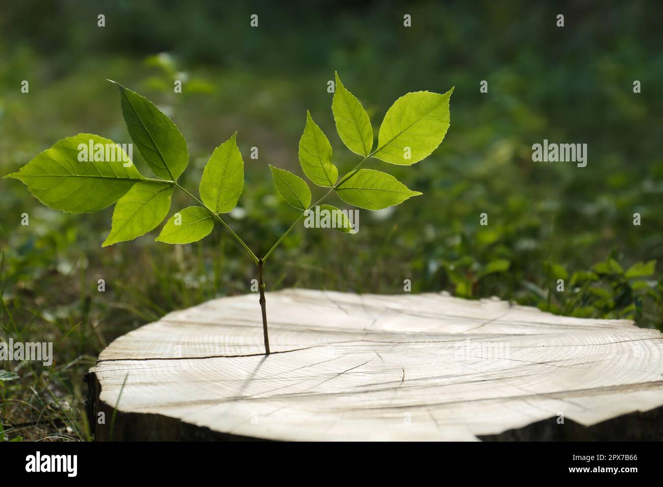 New tree growing out of old stump hi-res stock photography and images ...