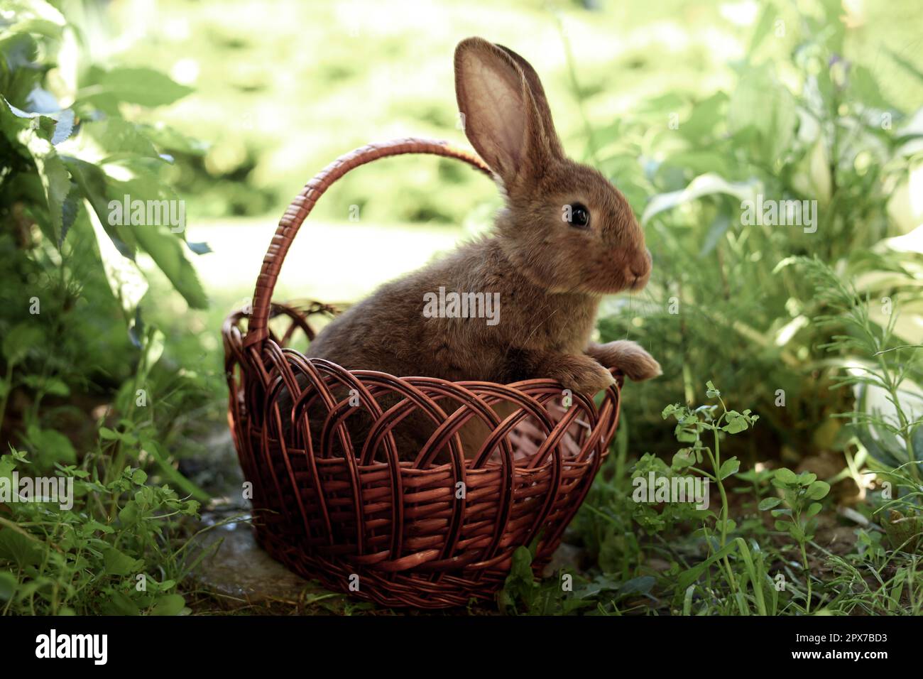 Cute fluffy rabbit in wicker basket outdoors Stock Photo - Alamy