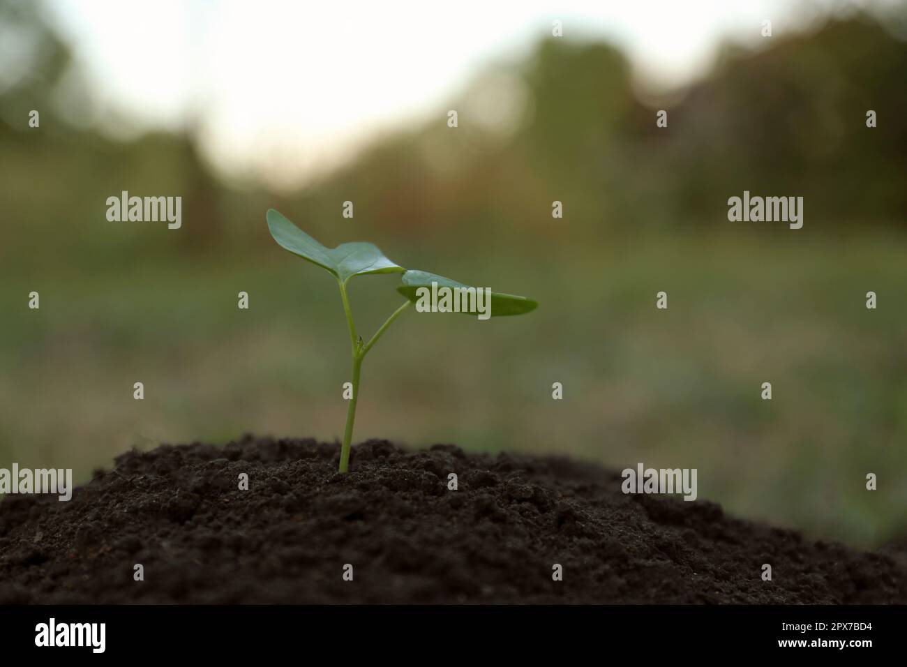 Beautiful young seedling growing in ground outdoors Stock Photo - Alamy