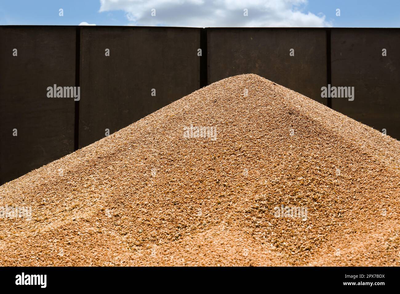 Pile of wheat grains near fence outdoors Stock Photo - Alamy