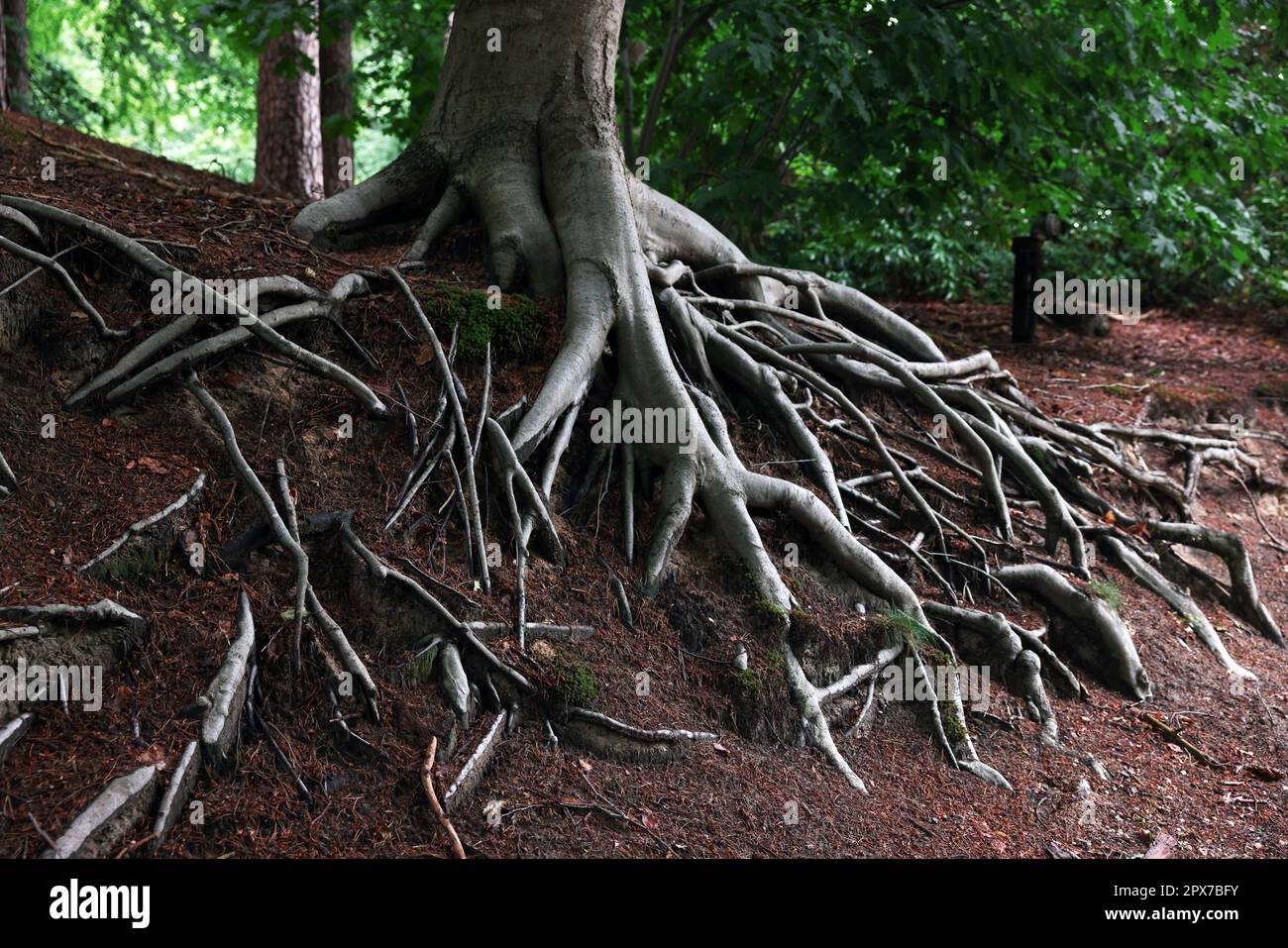 Beautiful tree with roots showing above ground in forest Stock Photo ...