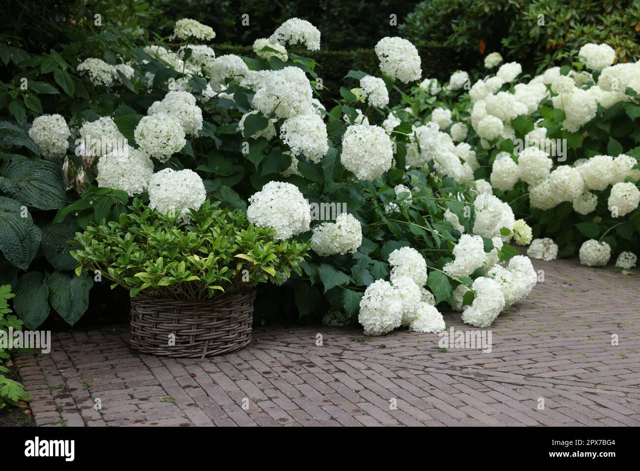 Beautiful park with blooming hydrangeas and paved pathway. Landscape ...