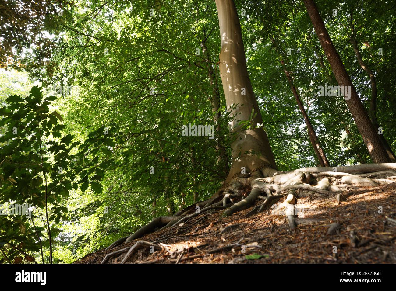 Tree roots visible through ground in forest Stock Photo - Alamy