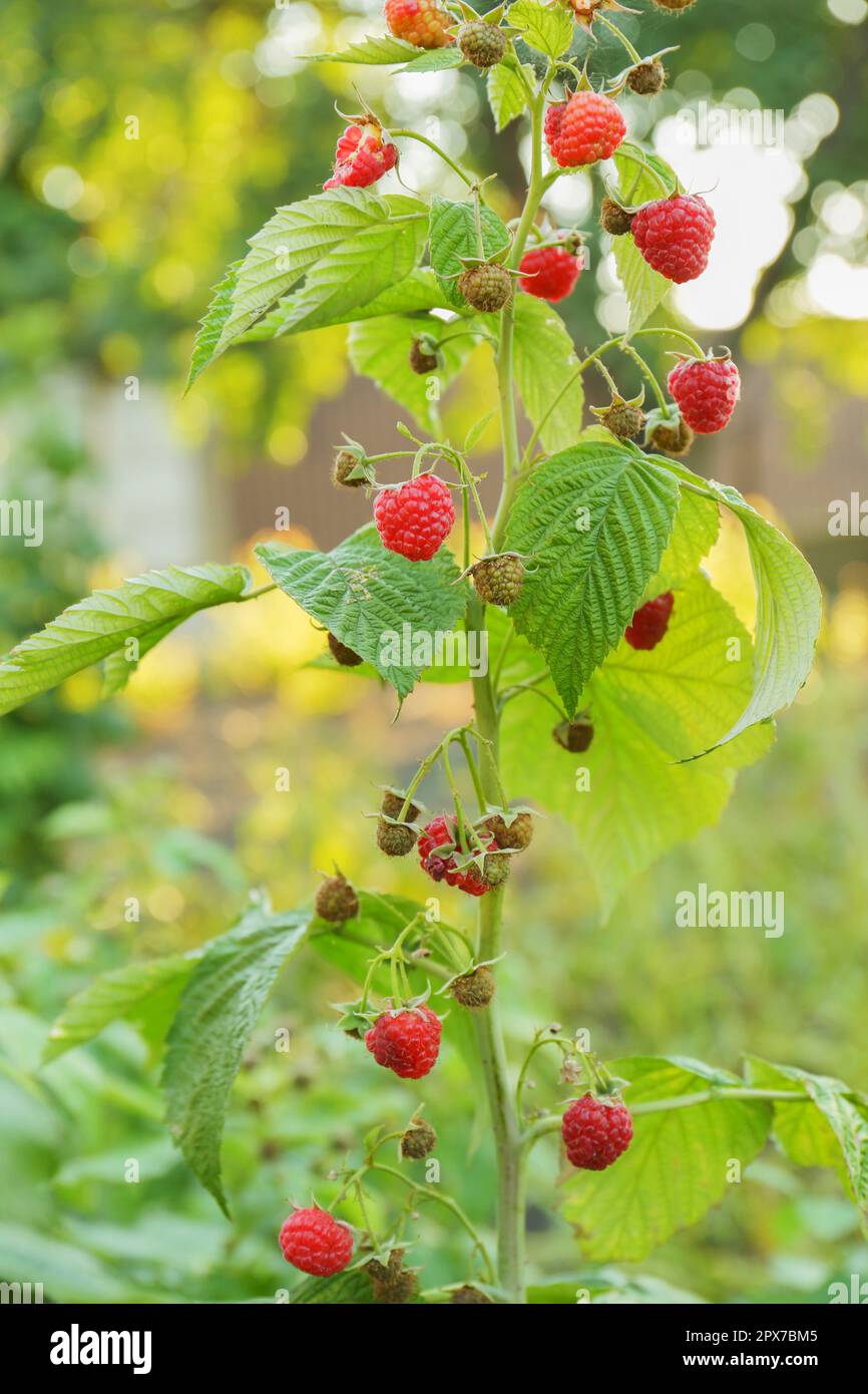 Beautiful raspberry bush with ripening berries in garden Stock Photo ...