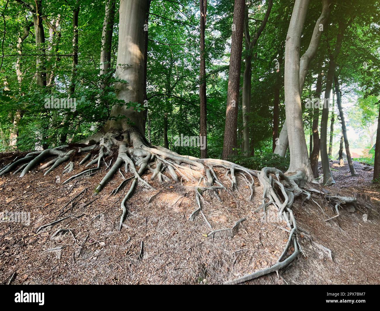 Tree roots visible through ground in forest Stock Photo - Alamy