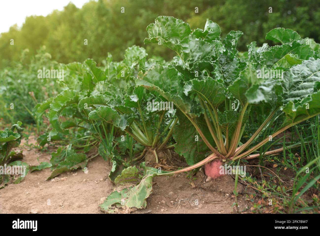 Beautiful beet plants with green leaves outdoors Stock Photo - Alamy