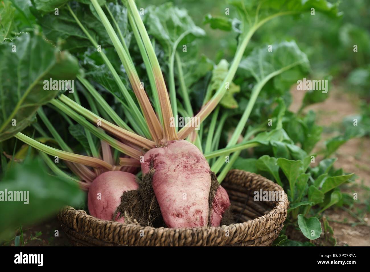 Fresh white beet plants in wicker basket outdoors, closeup Stock Photo ...