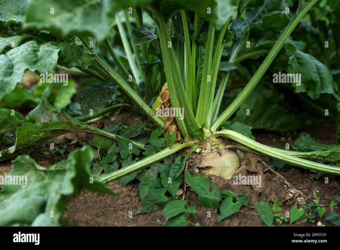White beet plants with green leaves growing in soil, closeup Stock ...