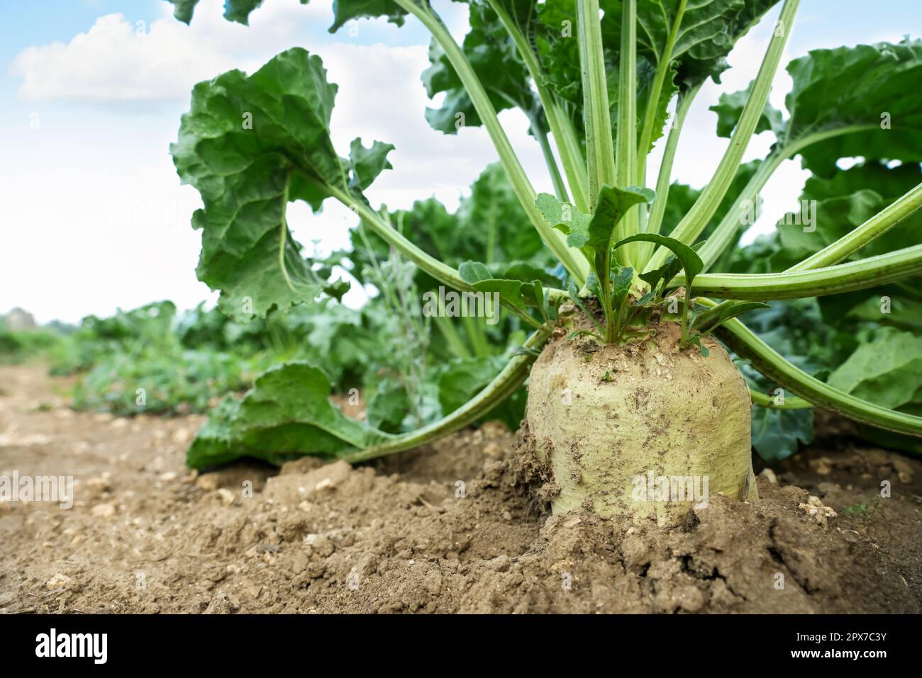White beet plants with green leaves growing in field, closeup Stock ...