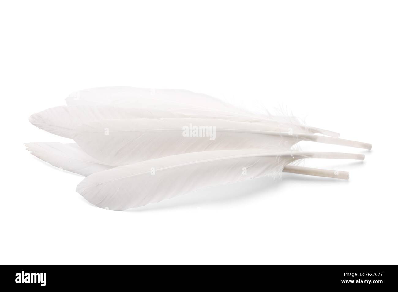 Many fluffy beautiful feathers on white background Stock Photo - Alamy