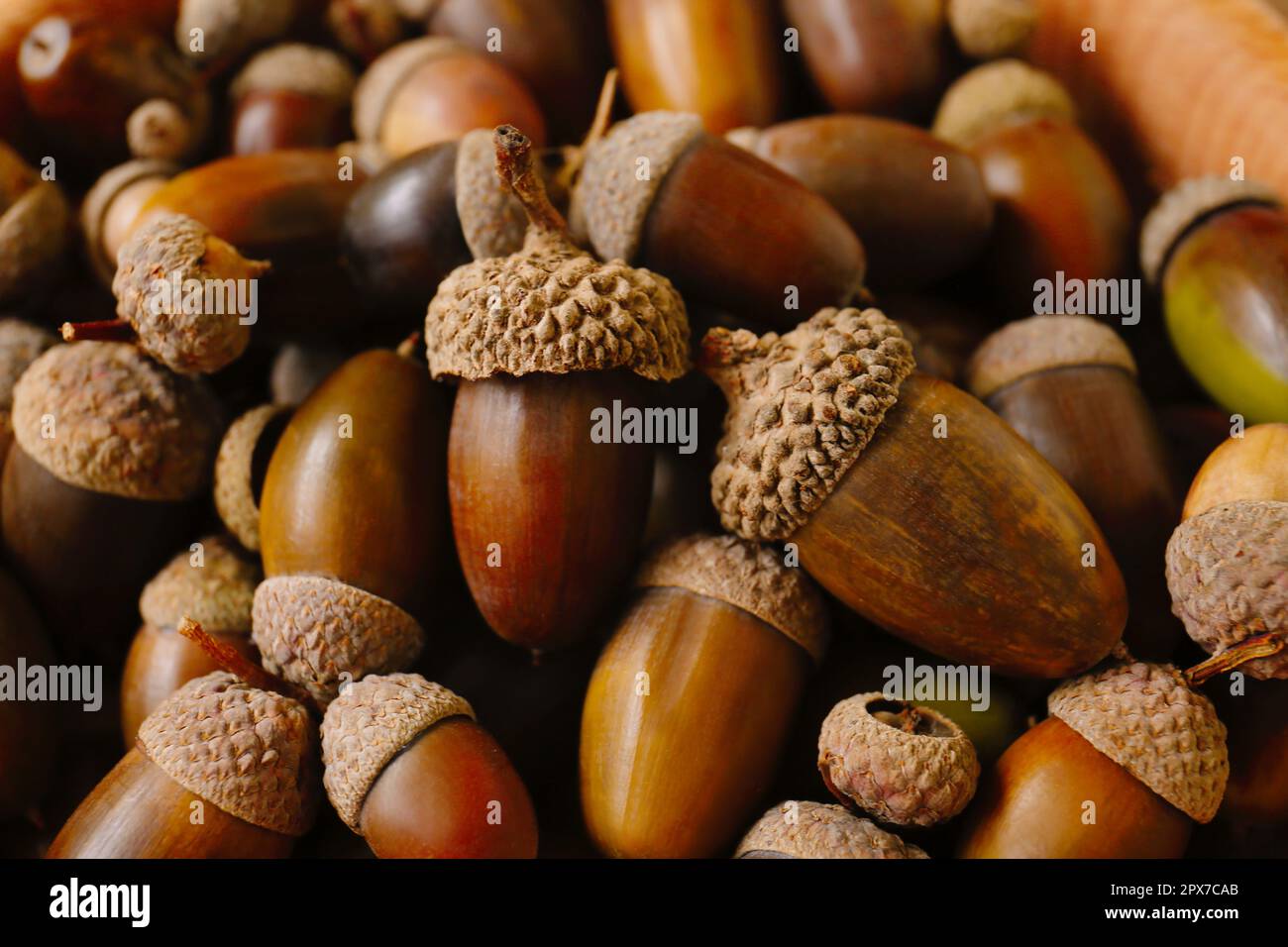 Real Acorns