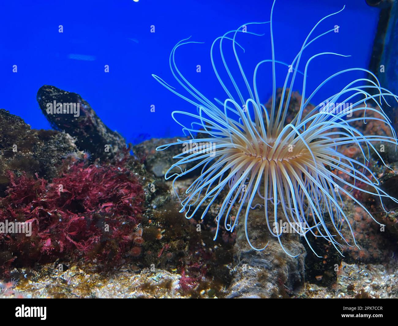 Beautiful tropical sea anemone hi-res stock photography and images - Alamy