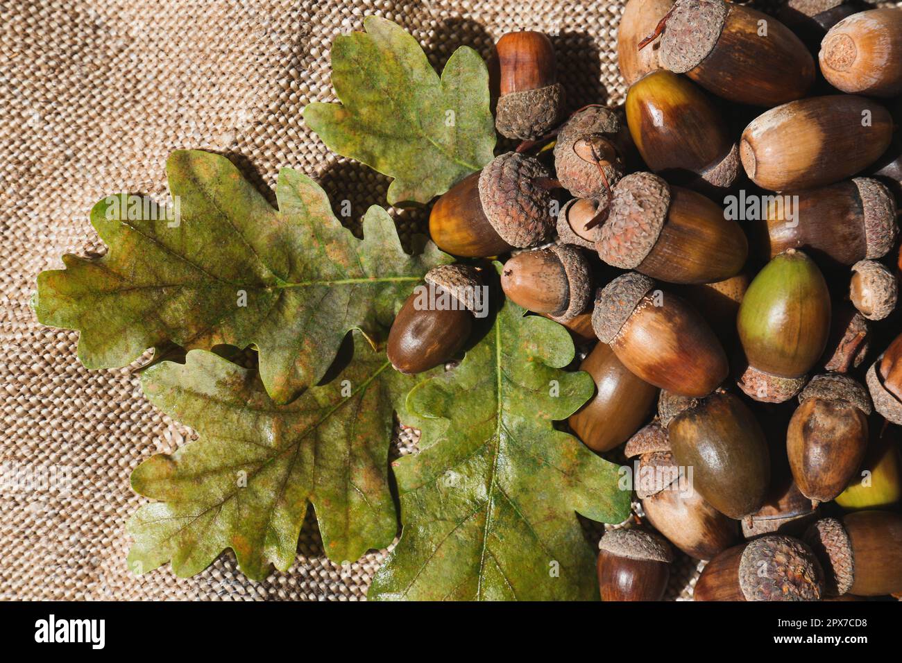 Pile of acorns and oak leaves on sack. Space for text Stock Photo - Alamy