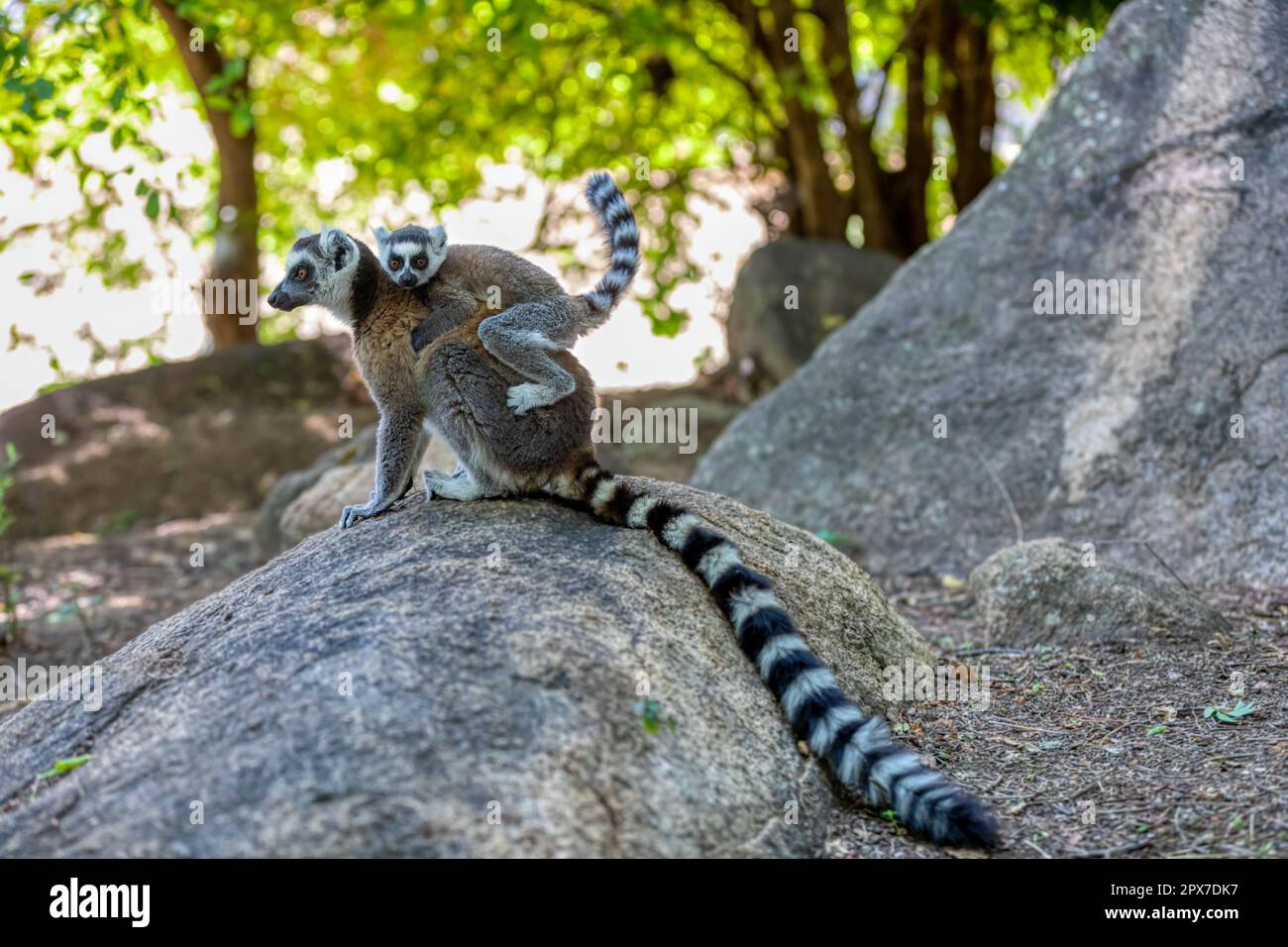 Ring-tailed lemur (Lemur catta), Mother with baby on back sitting on ...