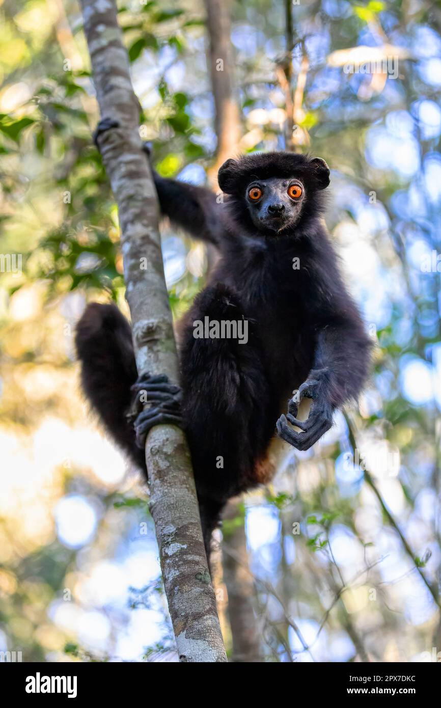 Lemur with black body, Milne-Edwards's sifaka (Propithecus edwardsi) or ...