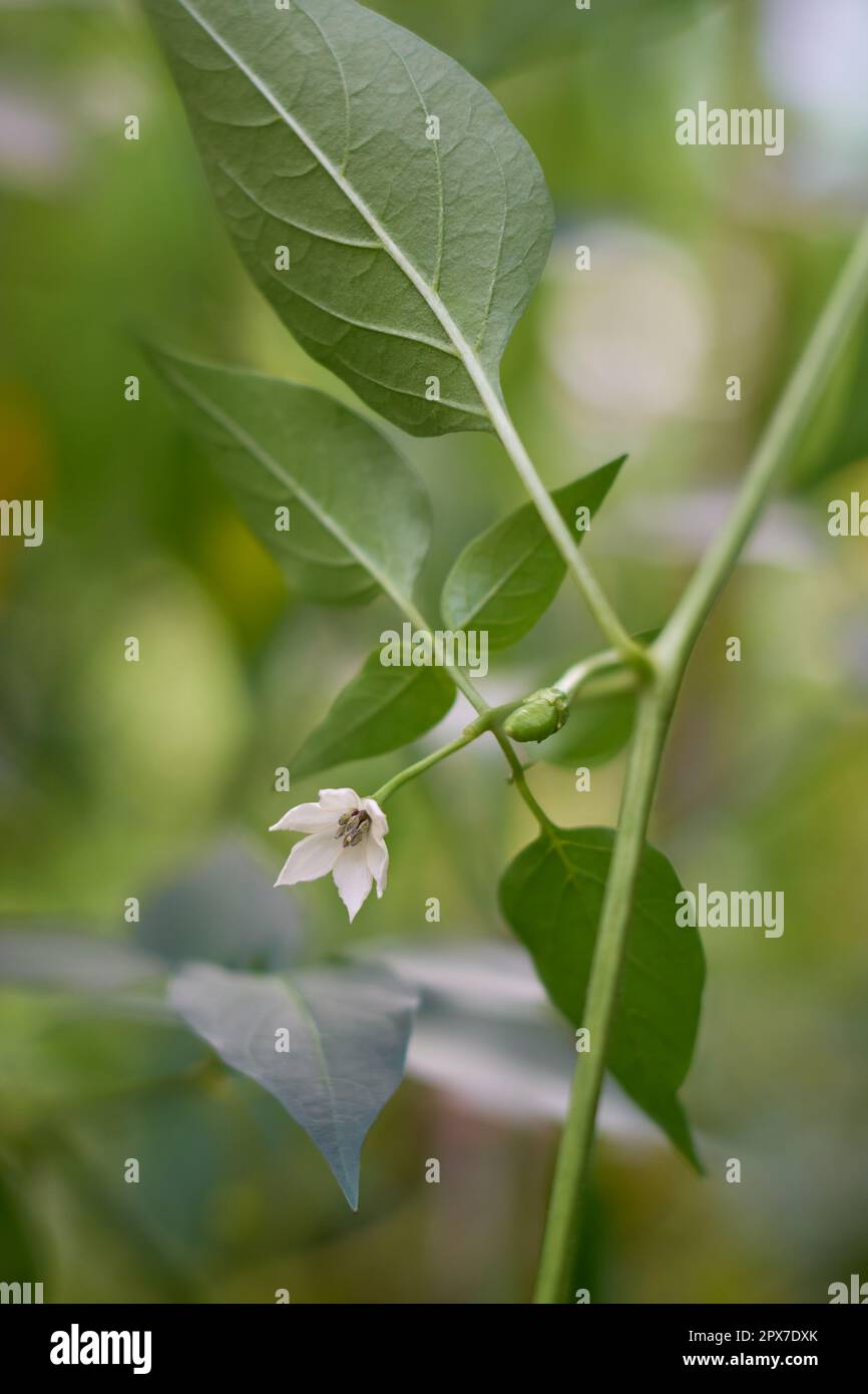 close-up of chili plant flower, isolated in natural summer green garden ...
