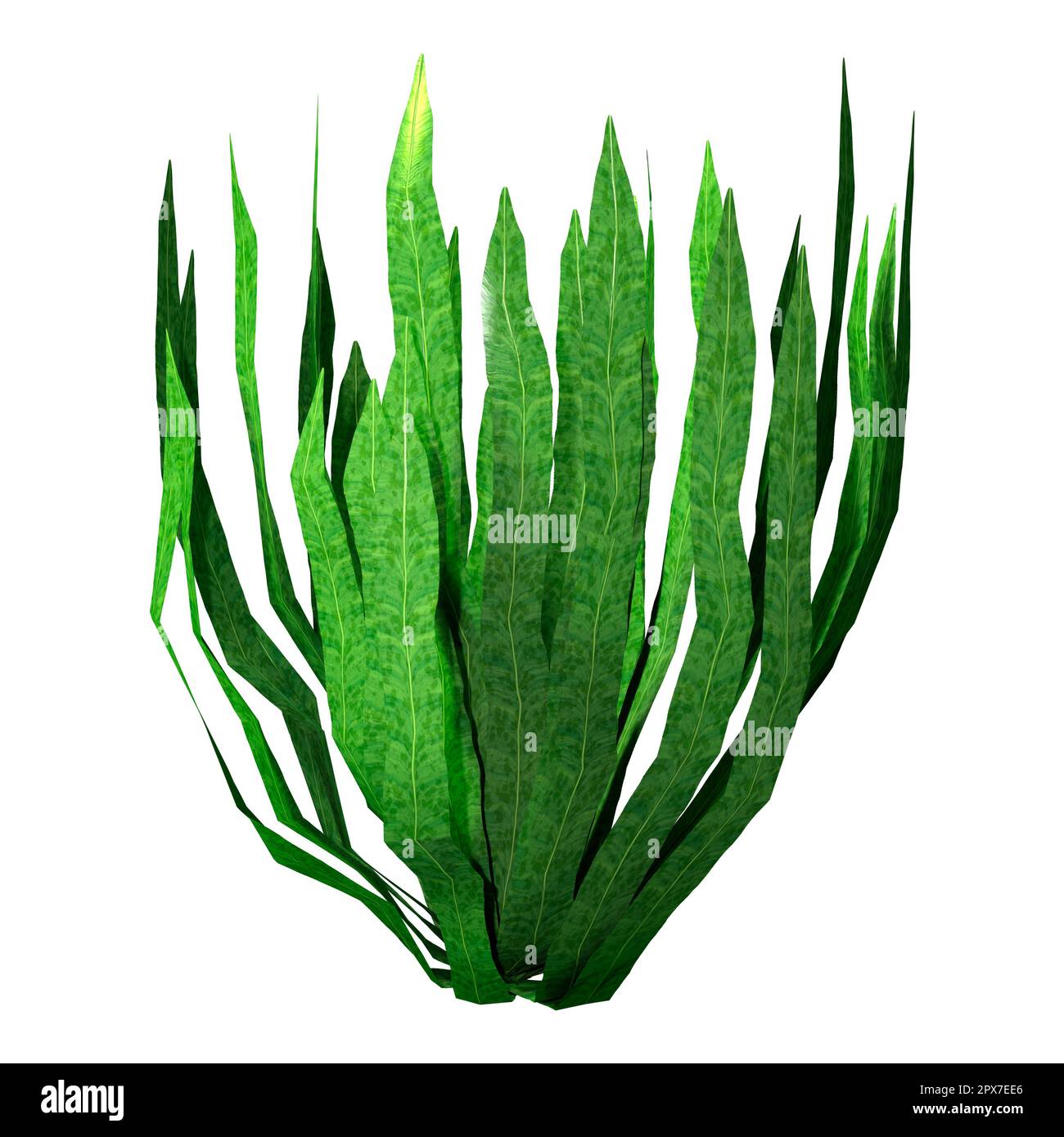 Underwater Grass Cut Out Stock Images And Pictures Alamy