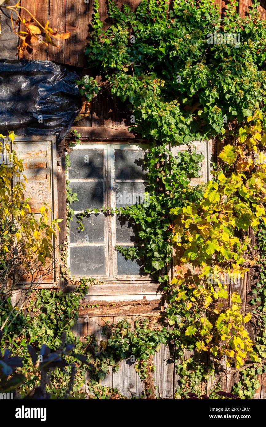 Autumn foliage color with an old window Stock Photo - Alamy
