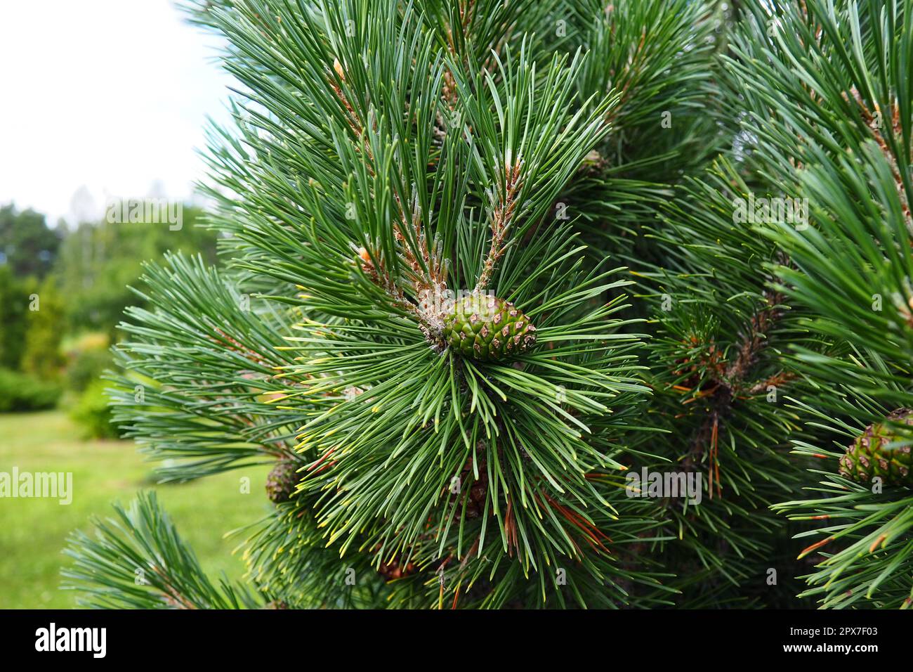 Conifer in the genus pinus hi-res stock photography and images - Alamy