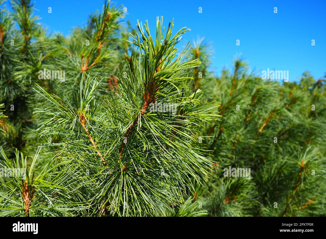 Pine branches at the golden hour in the evening. Pinus pine, a genus of ...
