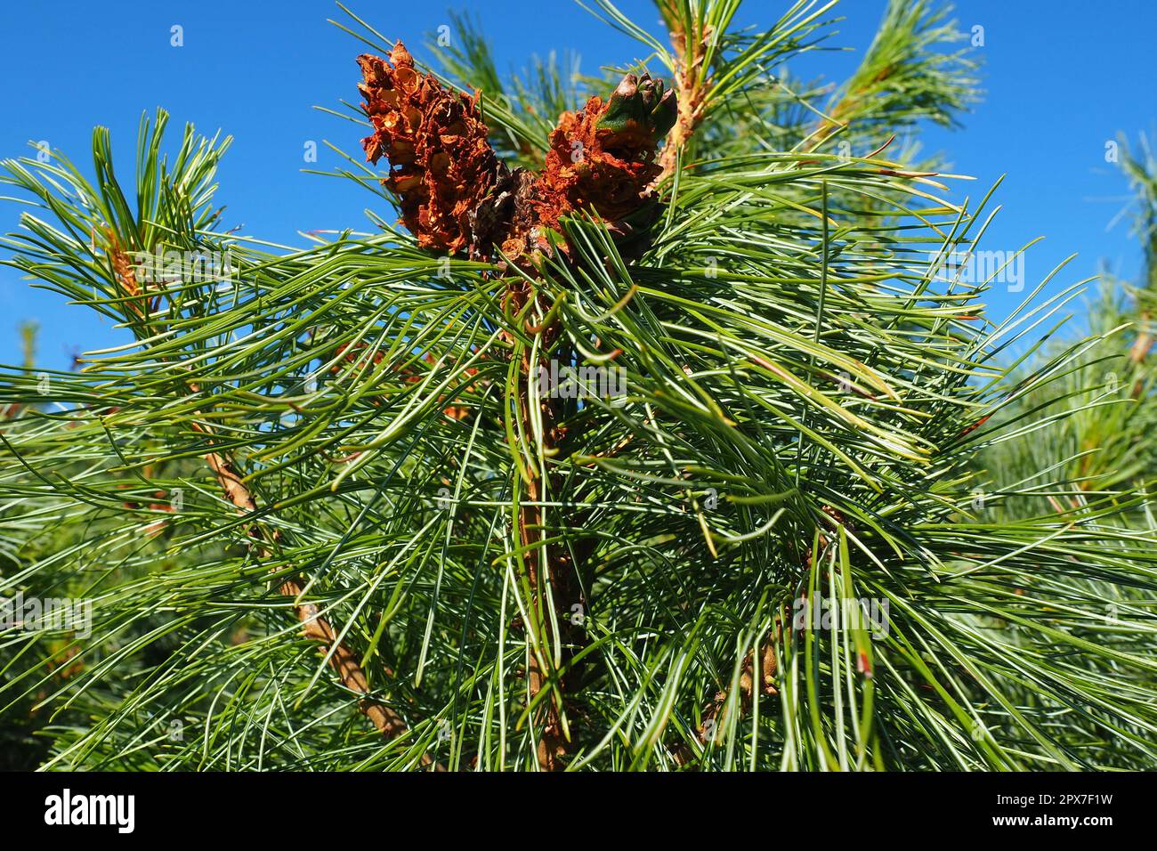 Pine branches at the golden hour in the evening. Pinus pine, a genus of ...